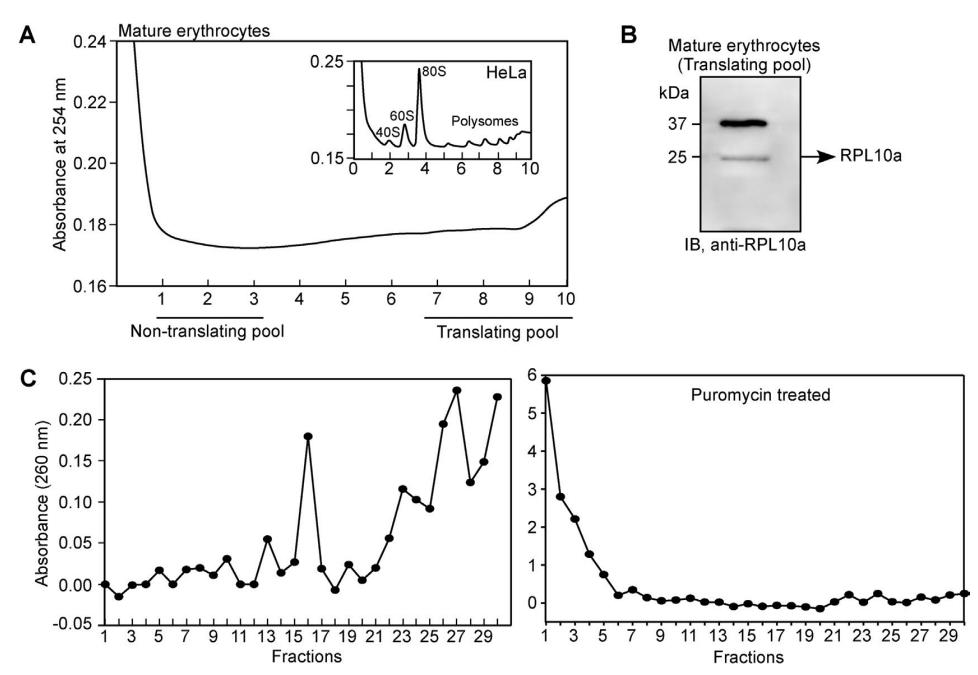 血细胞中Polysome profiling的分析研究_公司新闻_丁香通