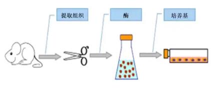 Nthy-ori 3-1人甲状腺正常细胞价格_品牌:邦景-丁香通官网