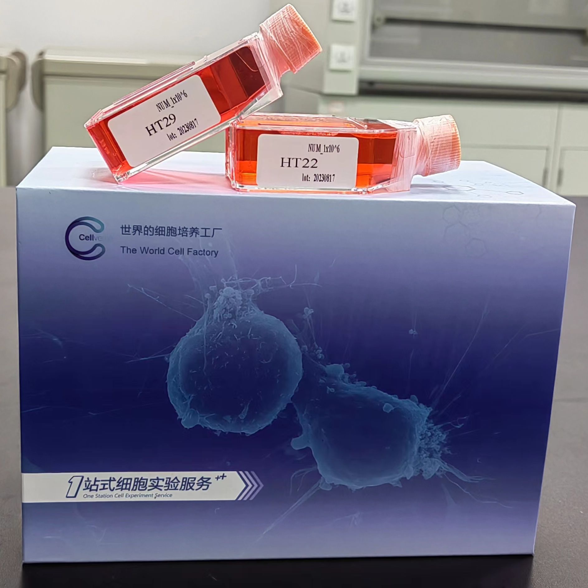 PY8119 小鼠恶性乳腺癌细胞/STR鉴定/镜像绮点（Cellverse）价格_品牌:iCell（赛百慷）-丁香通官网