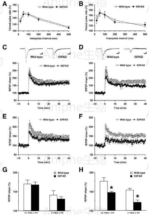 5×FAD五转基因小鼠（C57BL/6背景）-江苏艾菱菲生物科技有限公司