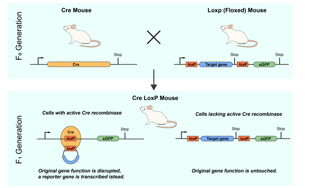 载体家课堂 |一文看懂精准基因修饰工具——Cre-lox系统 - 企业动态 - 丁香通