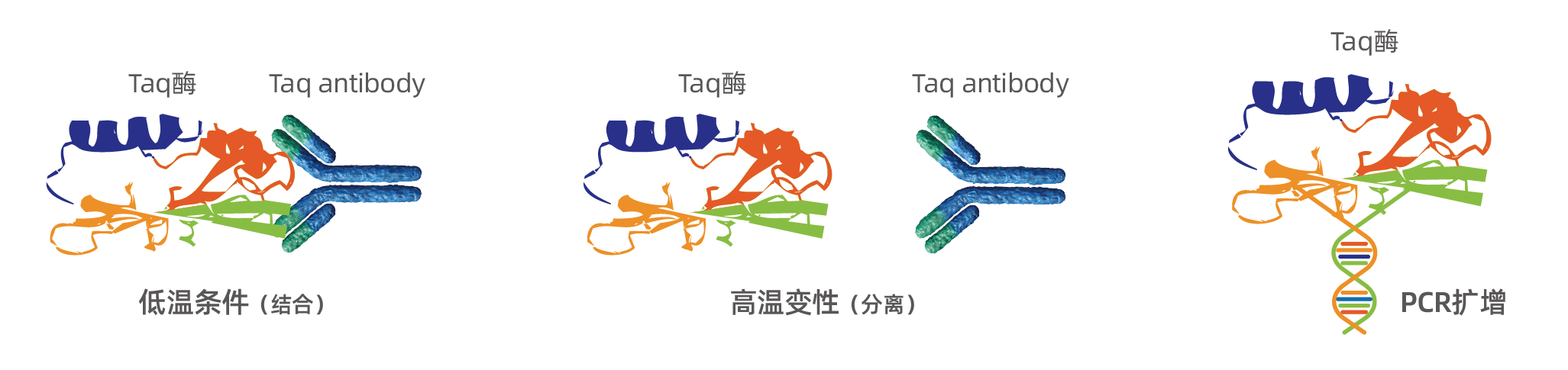产品推荐 | 高效封闭的Taq Antibody，有效降低反应错配率 - 企业动态 - 丁香通