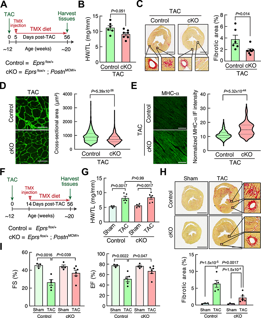 Circ Res. | 心脏纤维化研究中Polysome profiling技术的应用 - 企业动态 - 丁香通
