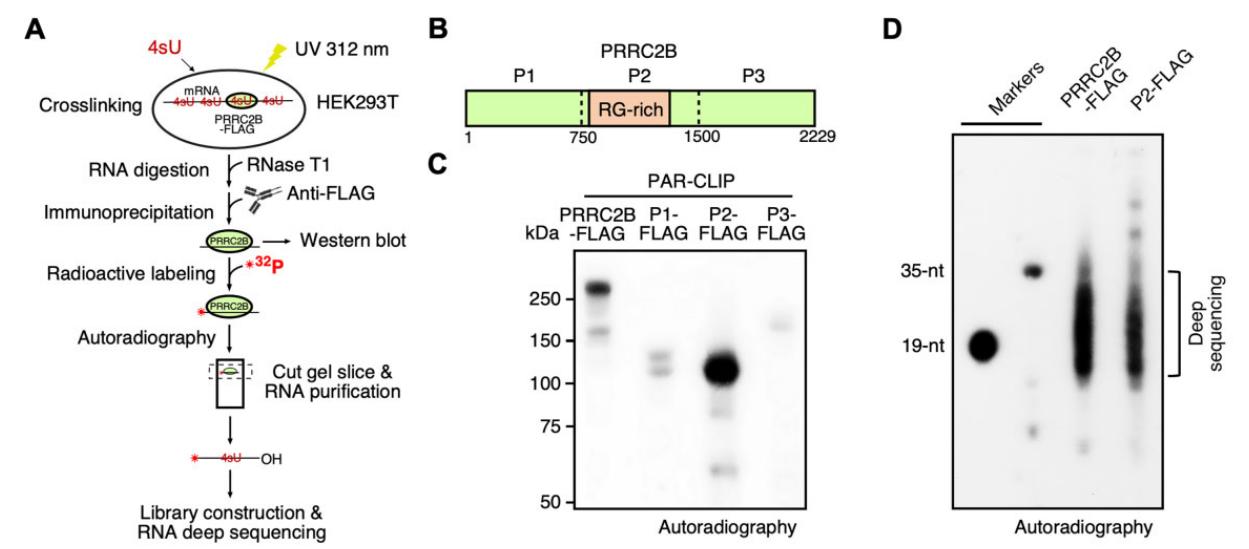 Nucleic Acids Res. | RNA结合蛋白功能研究中Polysome profiling技术的应用-公司新闻-广州卿泽生物科技有限公司