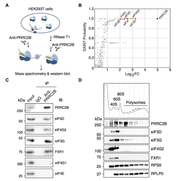 Nucleic Acids Res. | RNA结合蛋白功能研究中Polysome profiling技术的应用-公司新闻-广州卿泽生物科技有限公司