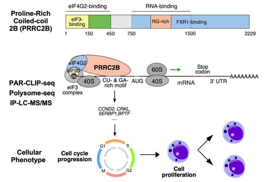 Nucleic Acids Res. | RNA结合蛋白功能研究中Polysome profiling技术的应用-公司新闻-广州卿泽生物科技有限公司