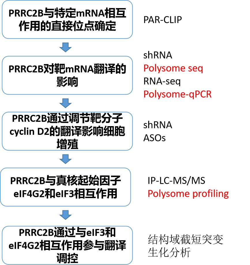 Nucleic Acids Res. | RNA结合蛋白功能研究中Polysome profiling技术的应用-公司新闻-广州卿泽生物科技有限公司