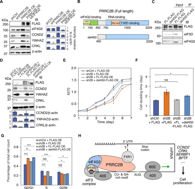 Nucleic Acids Res. | RNA结合蛋白功能研究中Polysome profiling技术的应用-公司新闻-广州卿泽生物科技有限公司