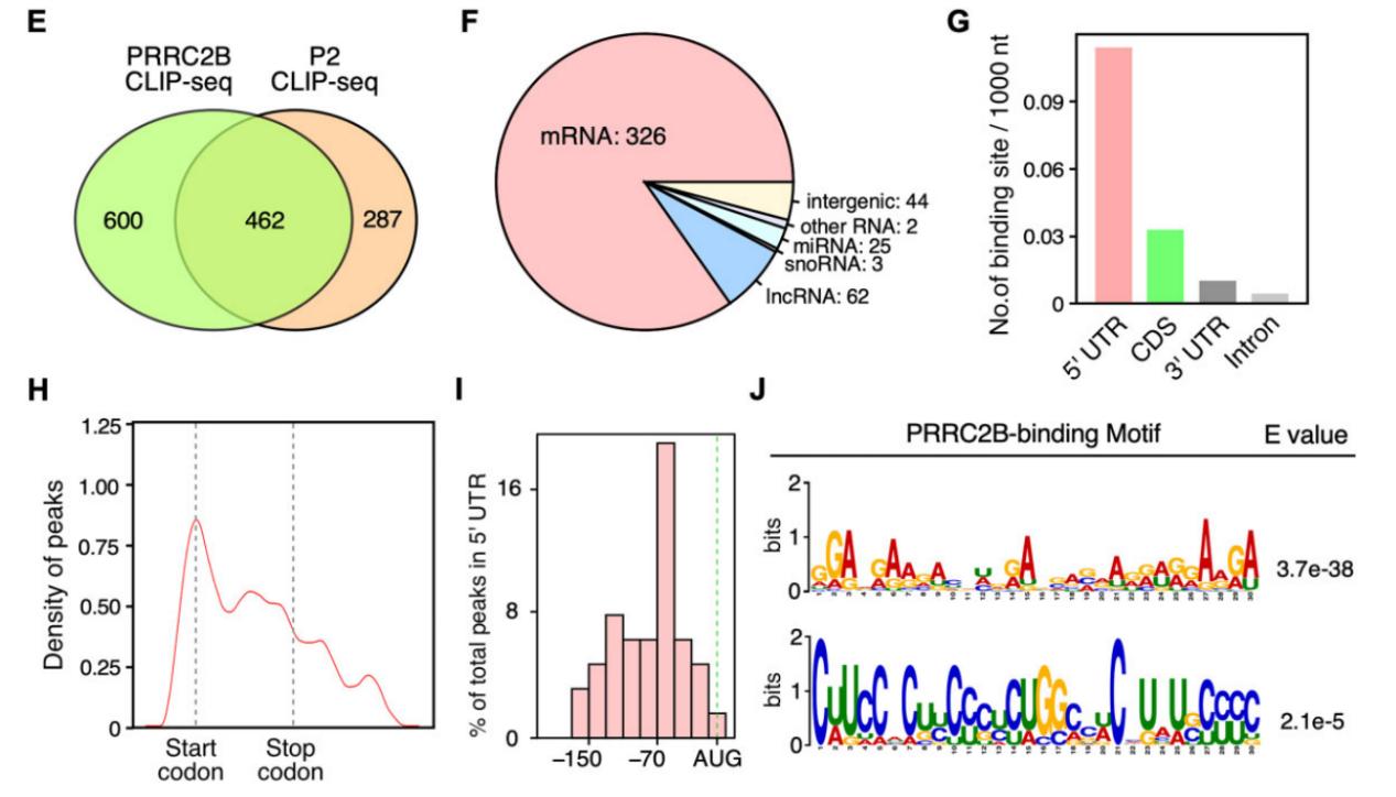 Nucleic Acids Res. | RNA结合蛋白功能研究中Polysome profiling技术的应用-公司新闻-广州卿泽生物科技有限公司