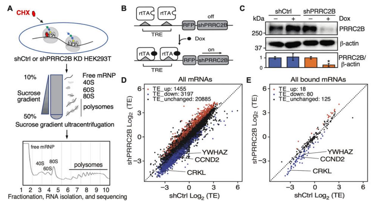 Nucleic Acids Res. | RNA结合蛋白功能研究中Polysome profiling技术的应用-公司新闻-广州卿泽生物科技有限公司