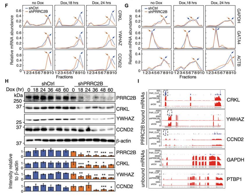 Nucleic Acids Res. | RNA结合蛋白功能研究中Polysome profiling技术的应用-公司新闻-广州卿泽生物科技有限公司
