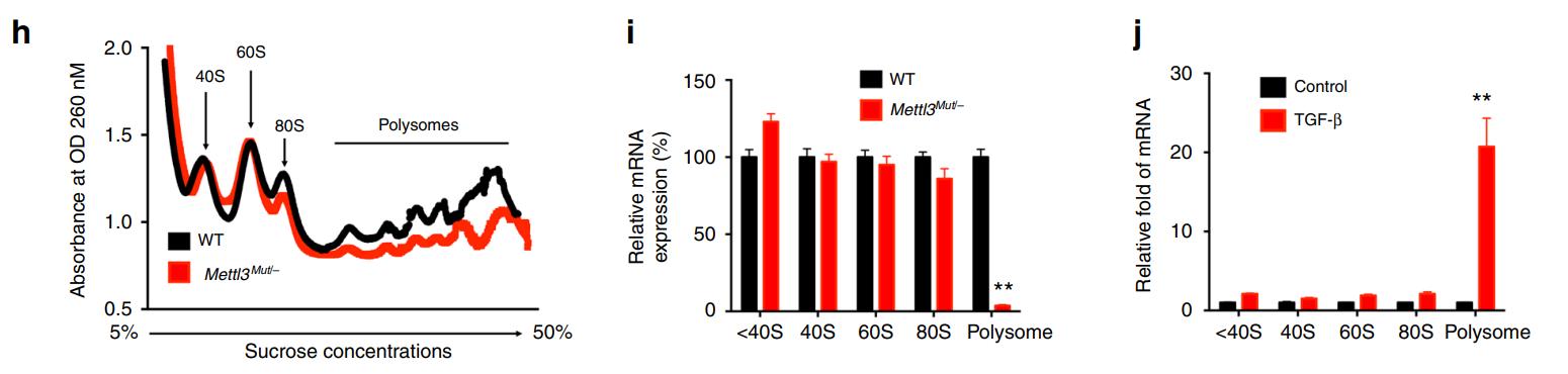 Nat Commun.| 上皮-间充质转化(EMT)过程中Polysome profiling技术的应用-公司新闻-广州卿泽生物科技有限公司
