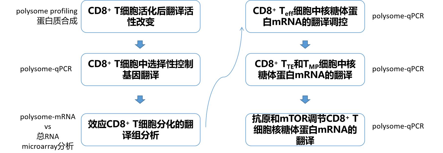 Nat Immunol. | 效应CD8+ T细胞分化过程中Polysome profiling技术的应用-公司新闻-广州卿泽生物科技有限公司