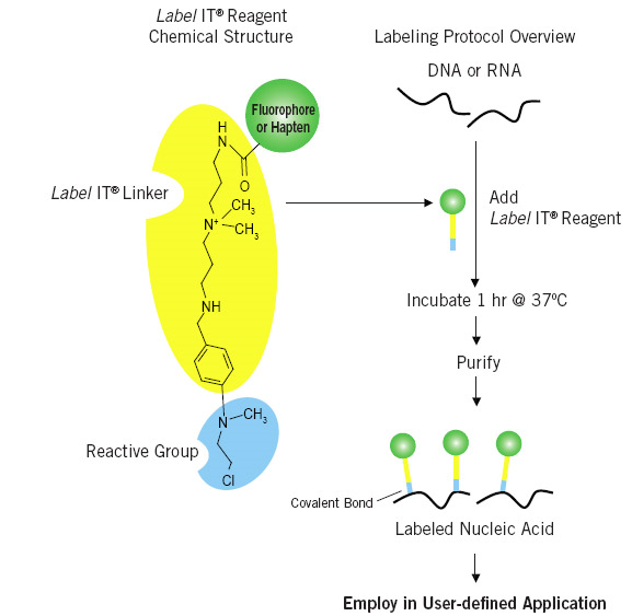 Label IT® Tracker™ Intracellular Nucleic Acid Localization Kit, Biotin ...