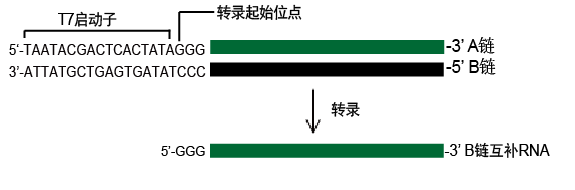 T7 High Yield RNA Transcription Kit（T7 RNA转录酶）（TR101）价格_品牌:诺唯赞（Vazyme）-丁香通官网