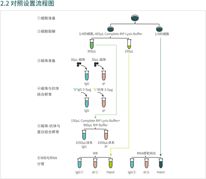 RNA Binding Protein Immunoprecipitation (RIP)Kit | RIP 检测试剂盒 |蛋白互作类小规格 ...