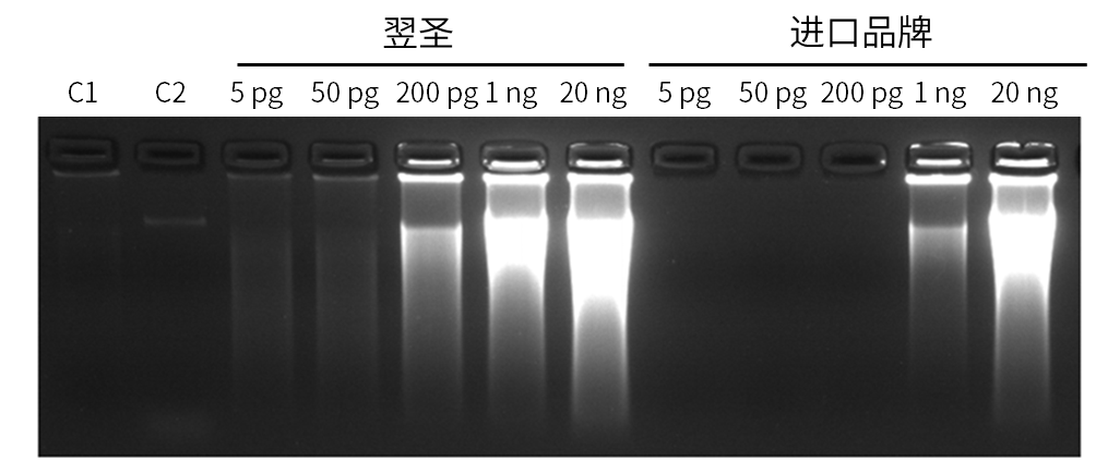 Phi29 DNA聚合酶：DNA扩增和合成的多功能利器 - 企业动态 - 丁香通