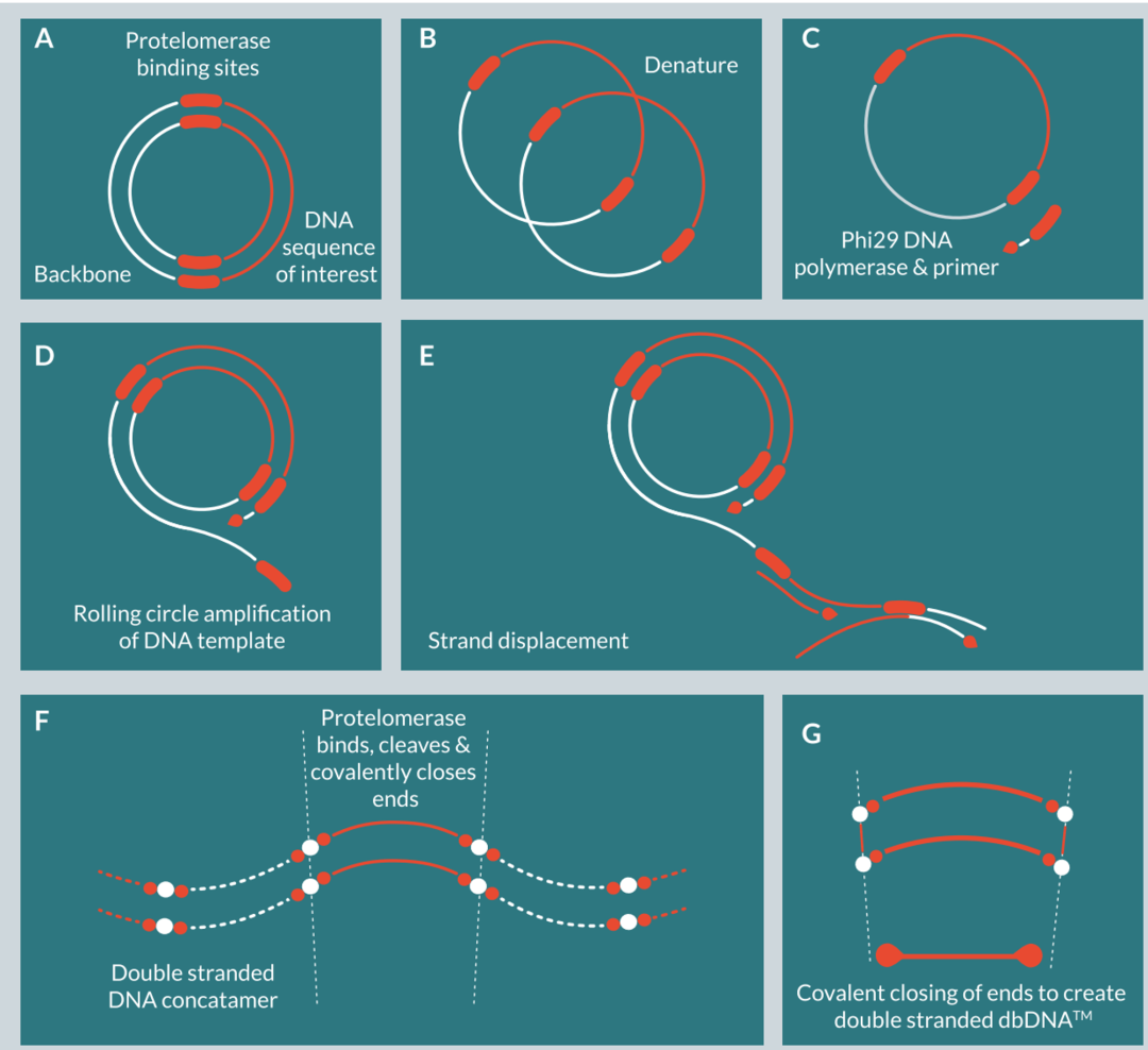 Phi29 DNA聚合酶：DNA扩增和合成的多功能利器 - 企业动态 - 丁香通