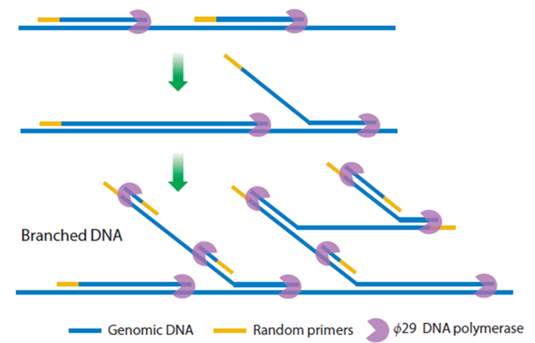 Phi29 DNA聚合酶：DNA扩增和合成的多功能利器 - 企业动态 - 丁香通