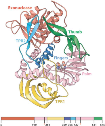 Phi29 DNA聚合酶：DNA扩增和合成的多功能利器 - 企业动态 - 丁香通