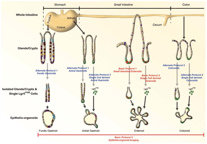 TargetMol明星分子—— Gastrin I, human - 企业动态 - 丁香通