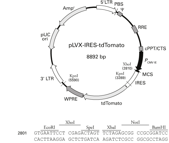 pLVX-IRES-tdTomato载体价格_品牌:盖宁生物-丁香通