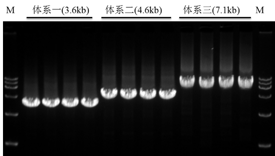 更高效的第三代逆转录酶 HiScript III Reverse Transcriptase（R302）价格_品牌:诺唯赞（Vazyme）-丁香通官网