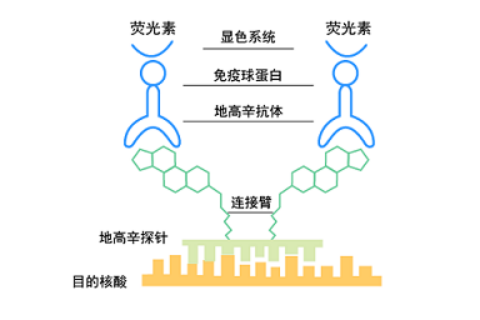 Digoxigenin标记技术及常用标记物 - 试剂 - 丁香通