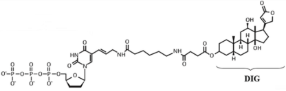 Digoxigenin标记技术及常用标记物 - 试剂 - 丁香通