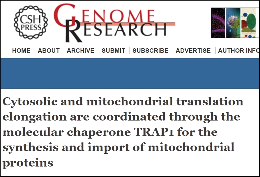 Genome Res. | Polysome profiling技术助力揭示分子伴侣TRAP1协调细胞质和线粒体翻译的作用机制 - 企业动态 ...