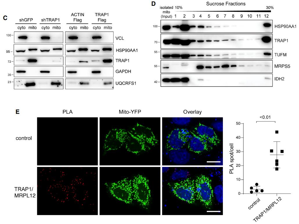 Genome Res. | Polysome profiling技术助力揭示分子伴侣TRAP1协调细胞质和线粒体翻译的作用机制-公司新闻-广州 ...