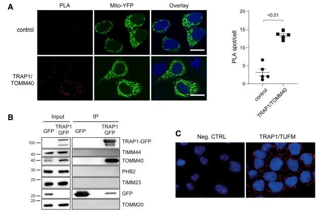 Genome Res. | Polysome profiling技术助力揭示分子伴侣TRAP1协调细胞质和线粒体翻译的作用机制 - 企业动态 ...