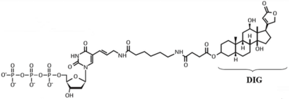 Digoxigenin标记技术及常用标记物 - 试剂 - 丁香通
