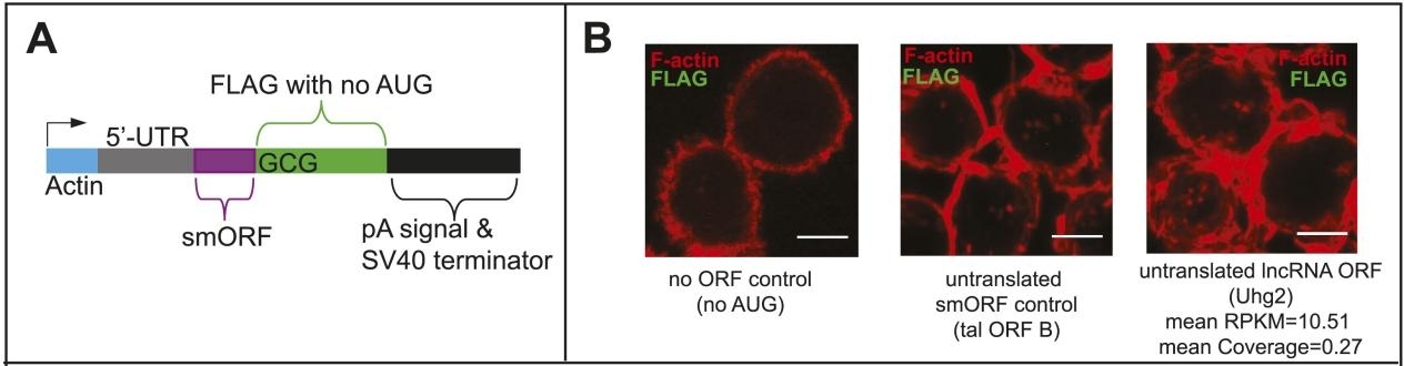eLIFE. | Poly-Ribo-Seq技术揭示了小开放阅读框的广泛翻译-公司新闻-广州卿泽生物科技有限公司