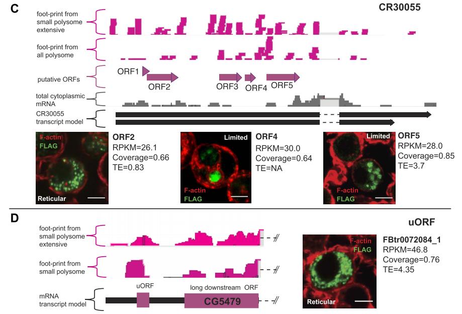 eLIFE. | Poly-Ribo-Seq技术揭示了小开放阅读框的广泛翻译-公司新闻-广州卿泽生物科技有限公司