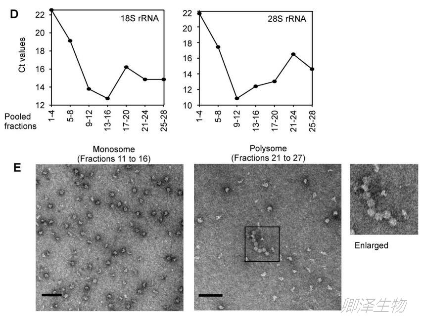 血细胞中Polysome profiling的分析研究 - 企业动态 - 丁香通