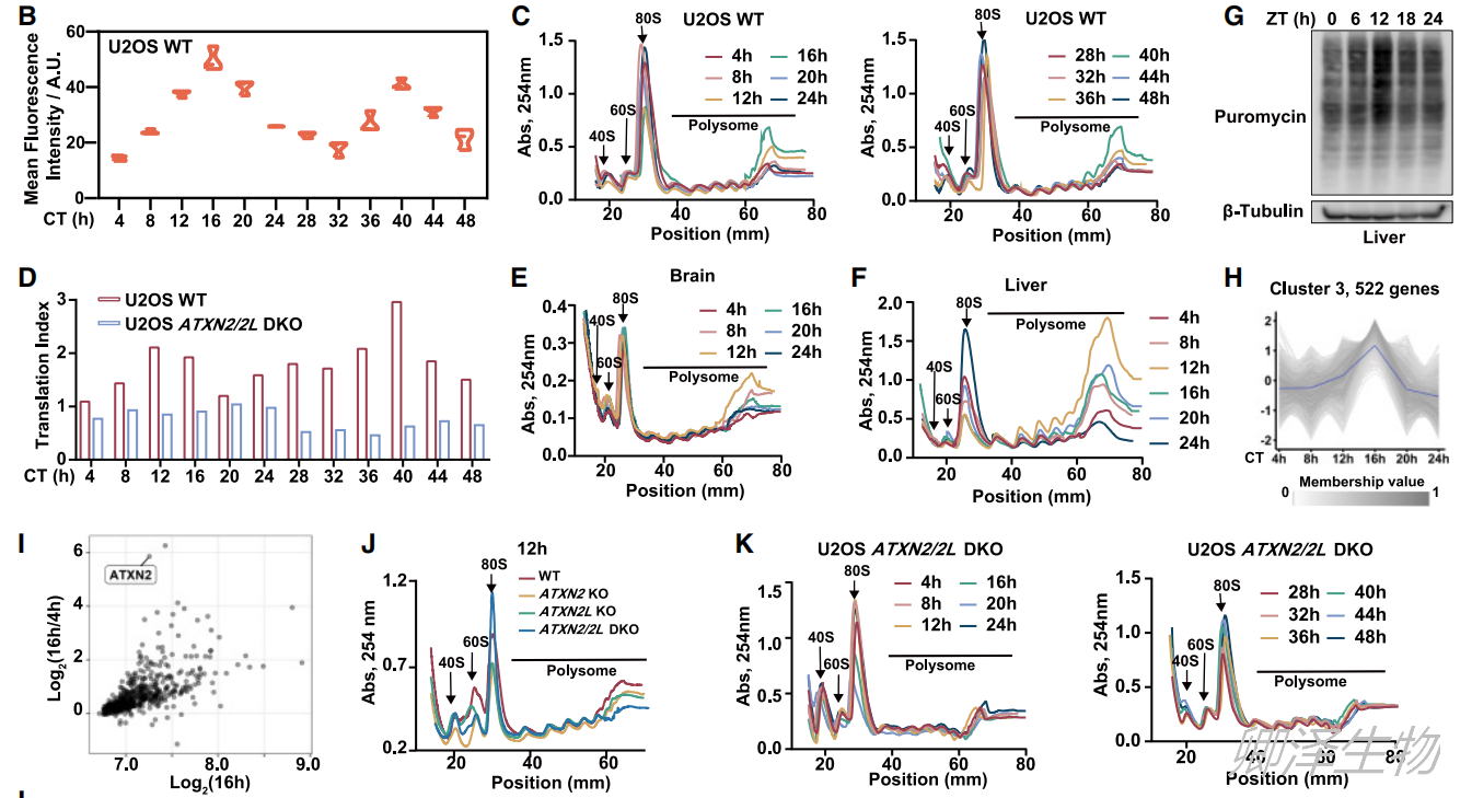 Polysome profiling技术在国自然热点领域中的研究应用-公司新闻-广州卿泽生物科技有限公司