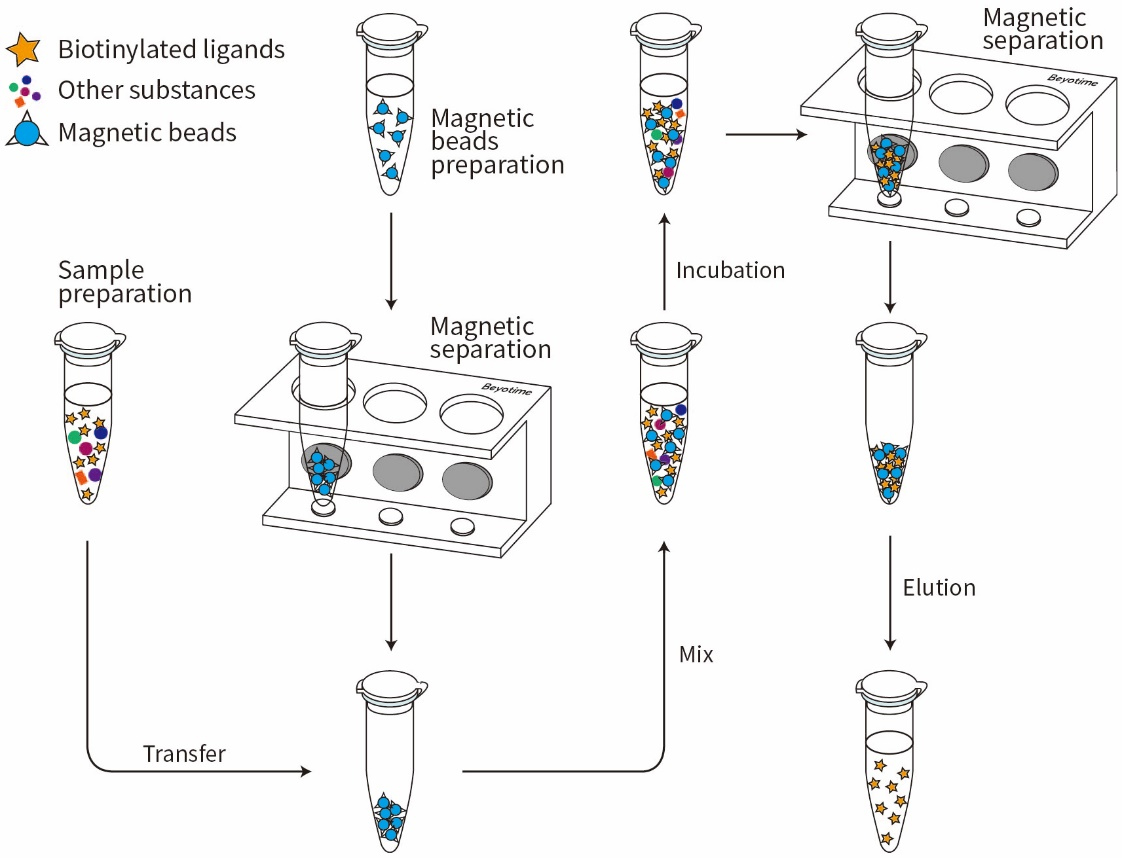 BeyoMag™ Streptavidin Magnetic Beads (链霉亲和素磁珠)价格_品牌:碧云天（beyotime）-丁香通