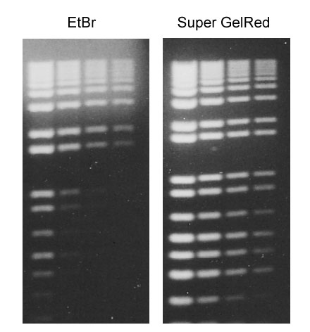 麦伯 Super GelRed 10,000X in Water M4011 核酸染料价格_品牌:麦伯-丁香通