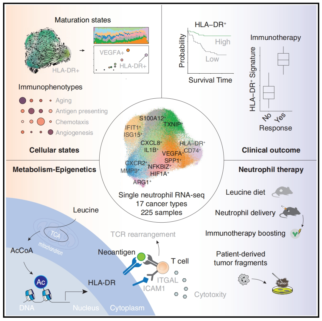 客户文章（IF：64.5）| 重磅Cell ！ 10x单细胞转录组学助力揭密中性粒细胞抗癌潜力！ - 企业动态 - 丁香通