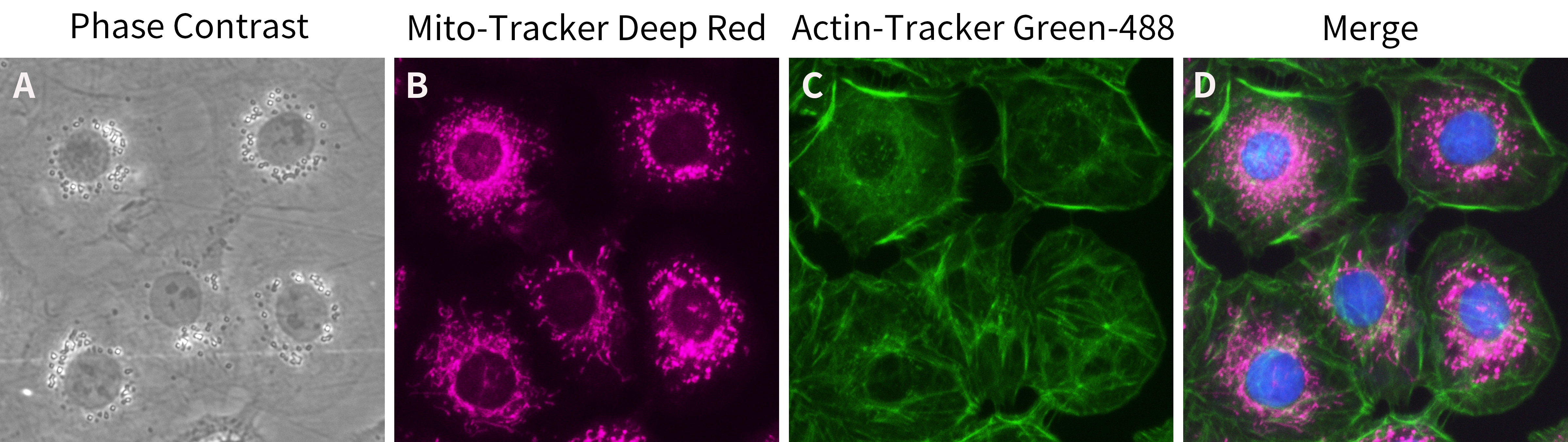 Mito-Tracker Deep Red FM (线粒体远红外荧光探针)价格_品牌:碧云天（beyotime）-丁香通官网