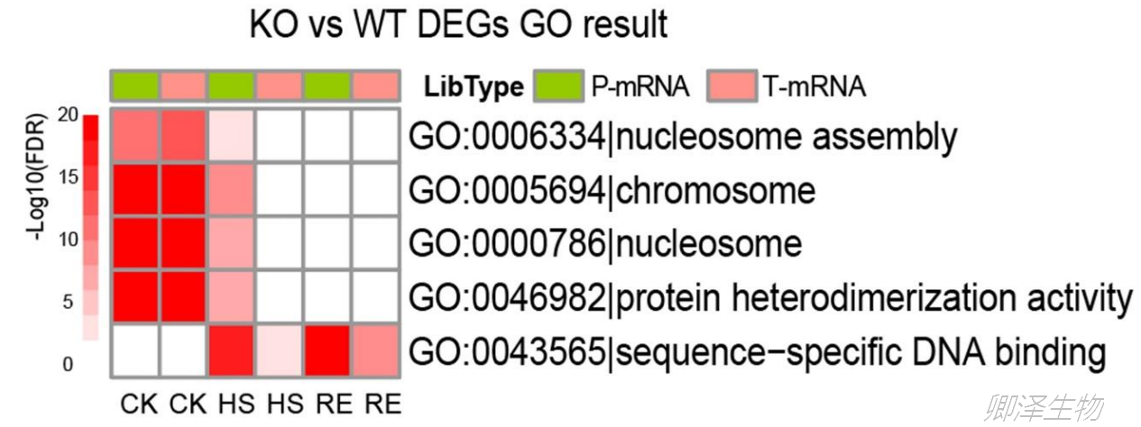 New Phytol. | 小麦育种研究中Polysome profiling技术应用-公司新闻-广州卿泽生物科技有限公司