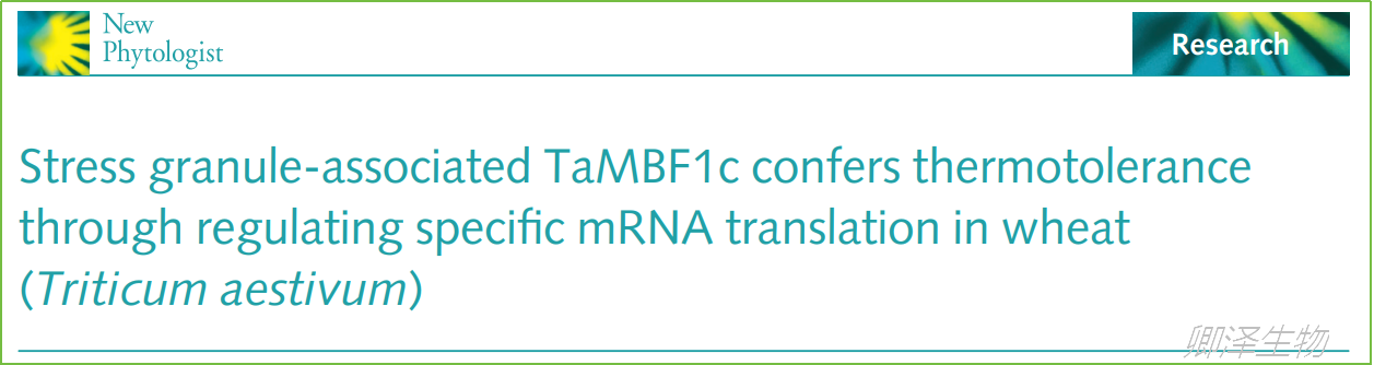 New Phytol. | 小麦育种研究中Polysome profiling技术应用-公司新闻-广州卿泽生物科技有限公司