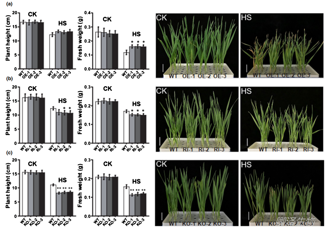 New Phytol. | 小麦育种研究中Polysome profiling技术应用_公司新闻_丁香通