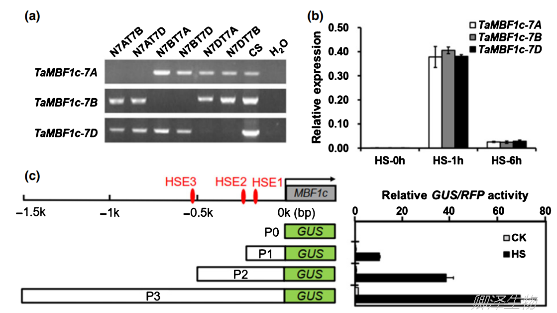 New Phytol. | 小麦育种研究中Polysome profiling技术应用_公司新闻_丁香通