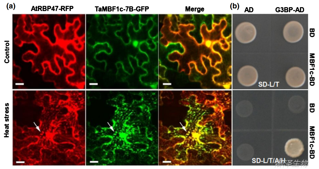 New Phytol. | 小麦育种研究中Polysome profiling技术应用_公司新闻_丁香通
