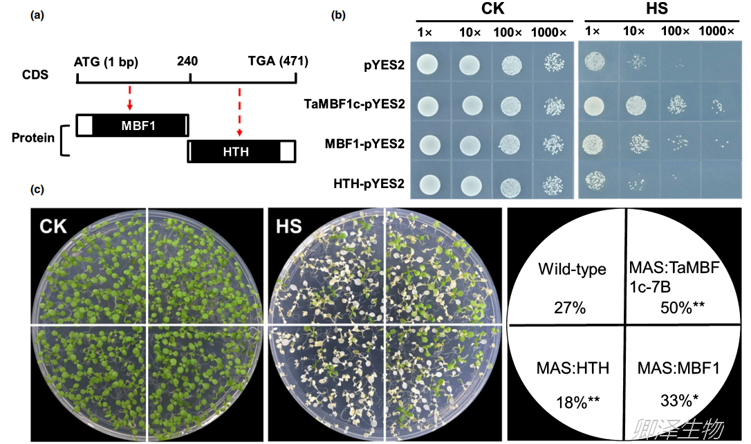New Phytol. | 小麦育种研究中Polysome profiling技术应用-公司新闻-广州卿泽生物科技有限公司