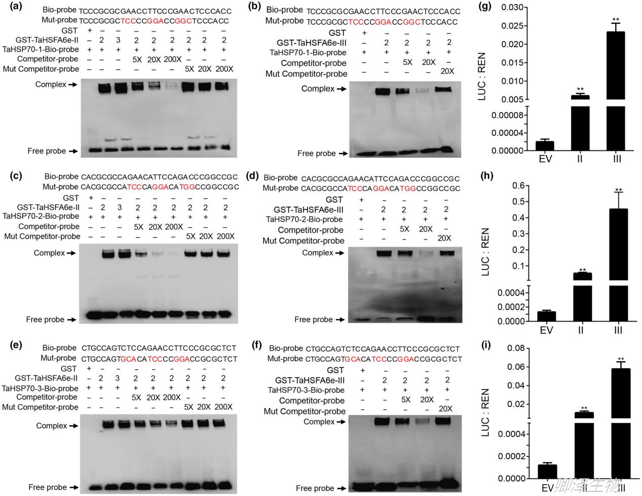 New Phytol. | 小麦热应激研究中Polysome profiling技术应用-公司新闻-广州卿泽生物科技有限公司