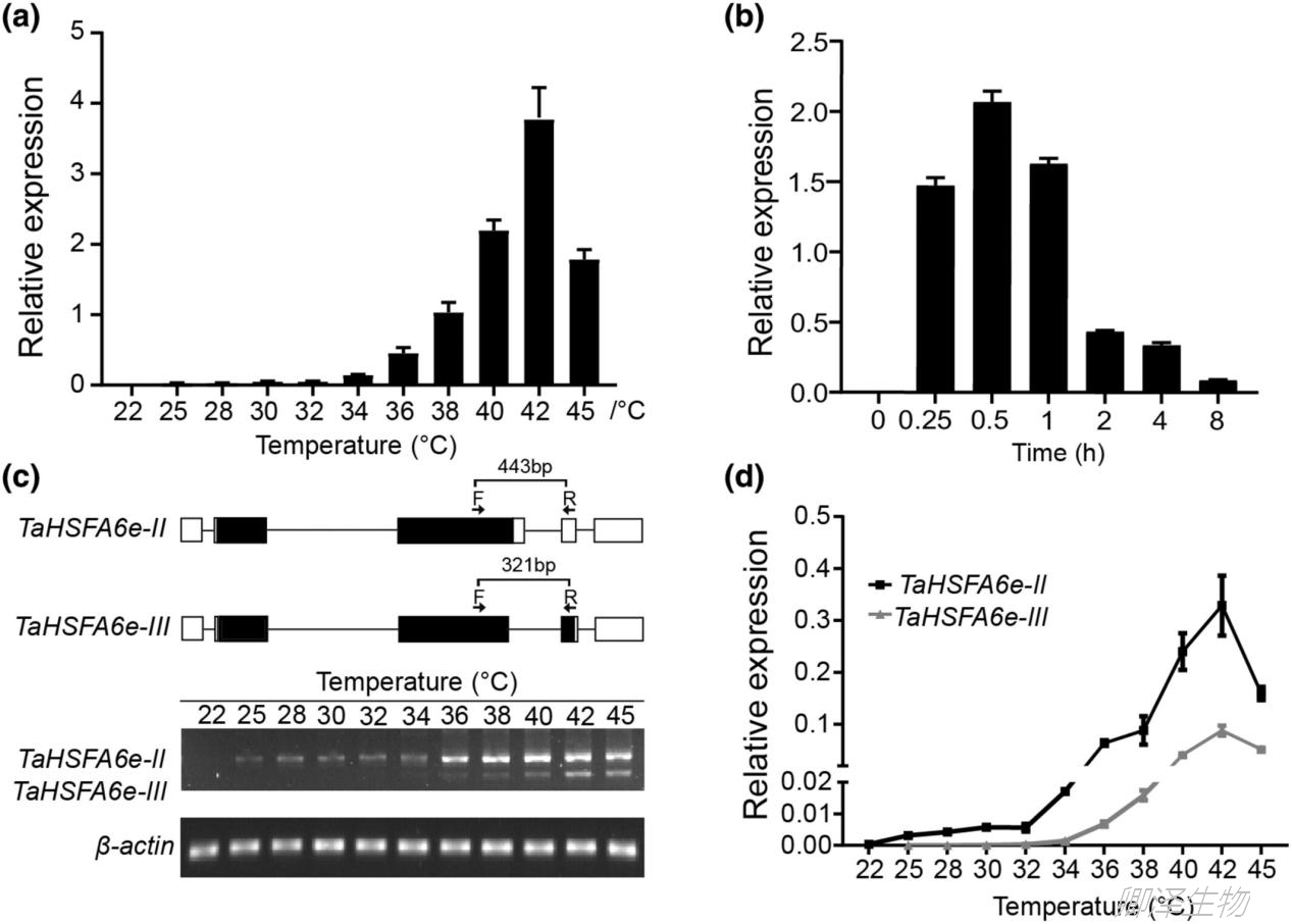 New Phytol. | 小麦热应激研究中Polysome profiling技术应用-公司新闻-广州卿泽生物科技有限公司
