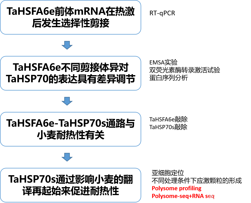 New Phytol. | 小麦热应激研究中Polysome profiling技术应用-公司新闻-广州卿泽生物科技有限公司